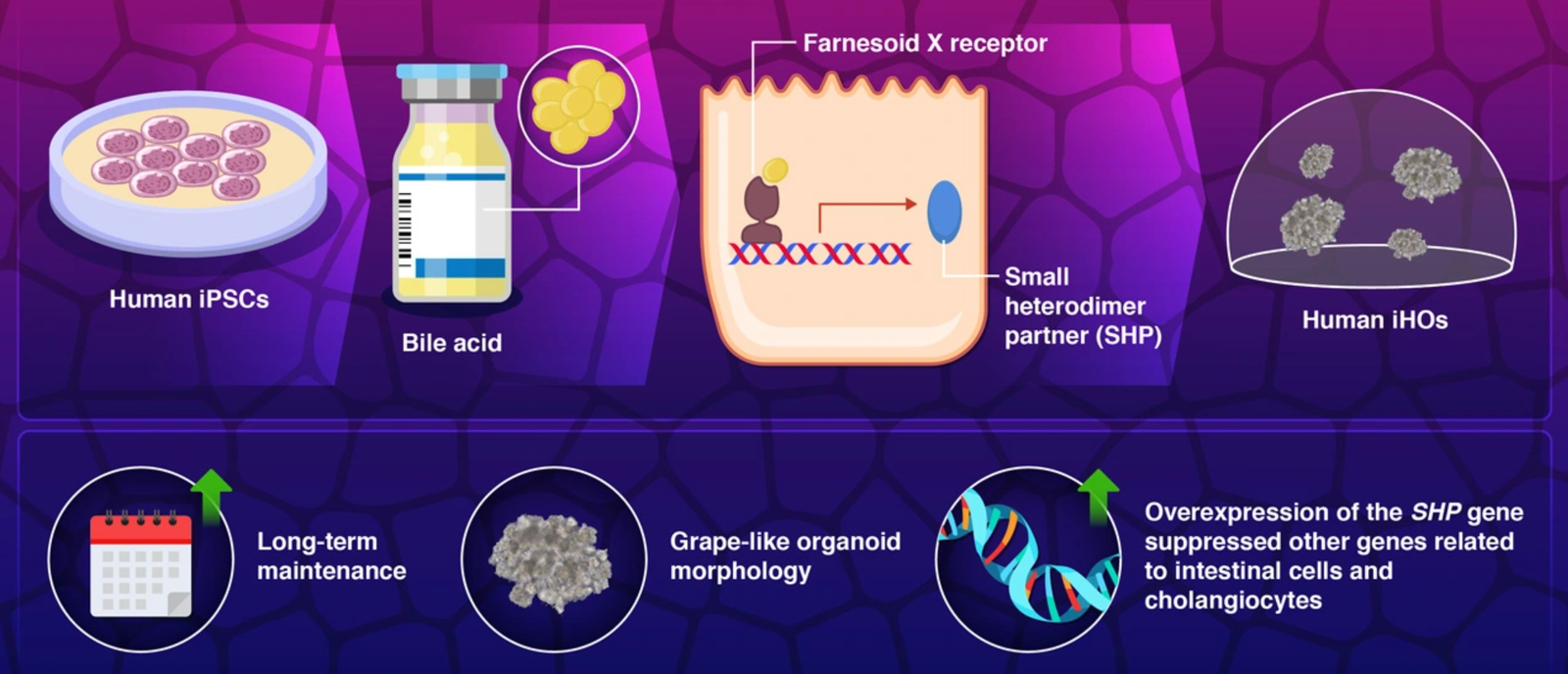 3D-Cultured Liver Organoids Developed With Organ-Specific Vasculature ...