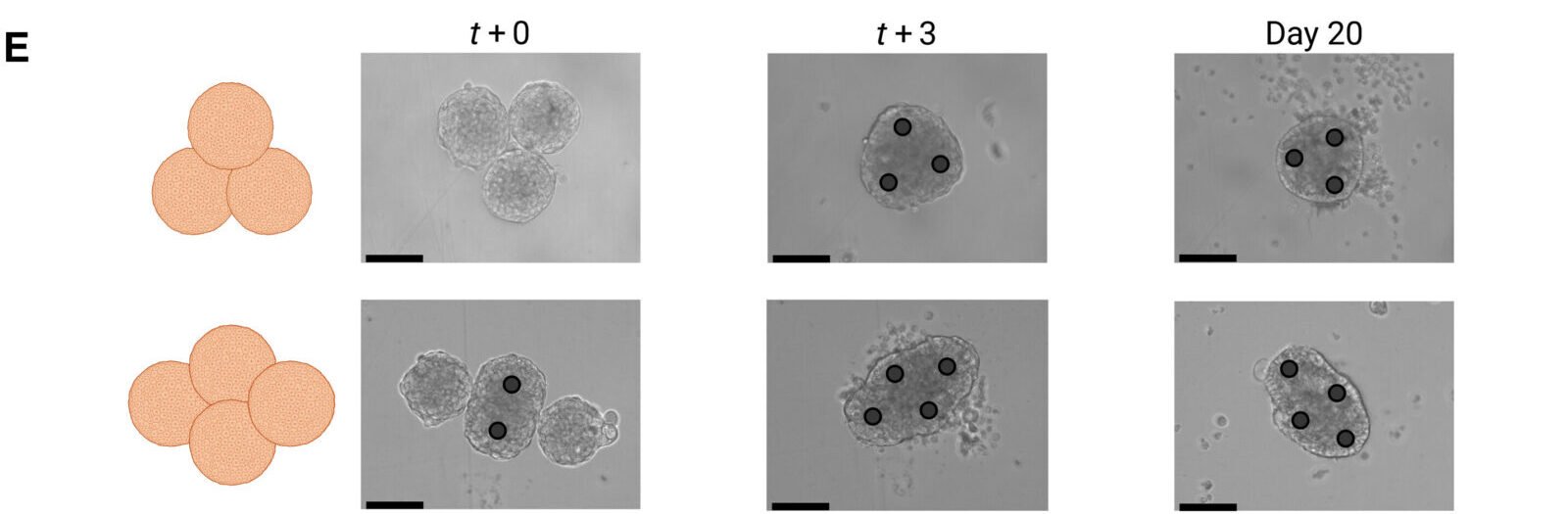 Researchers Develop “CiliaBot” to Study Microscopic Motion - GizmoMD
