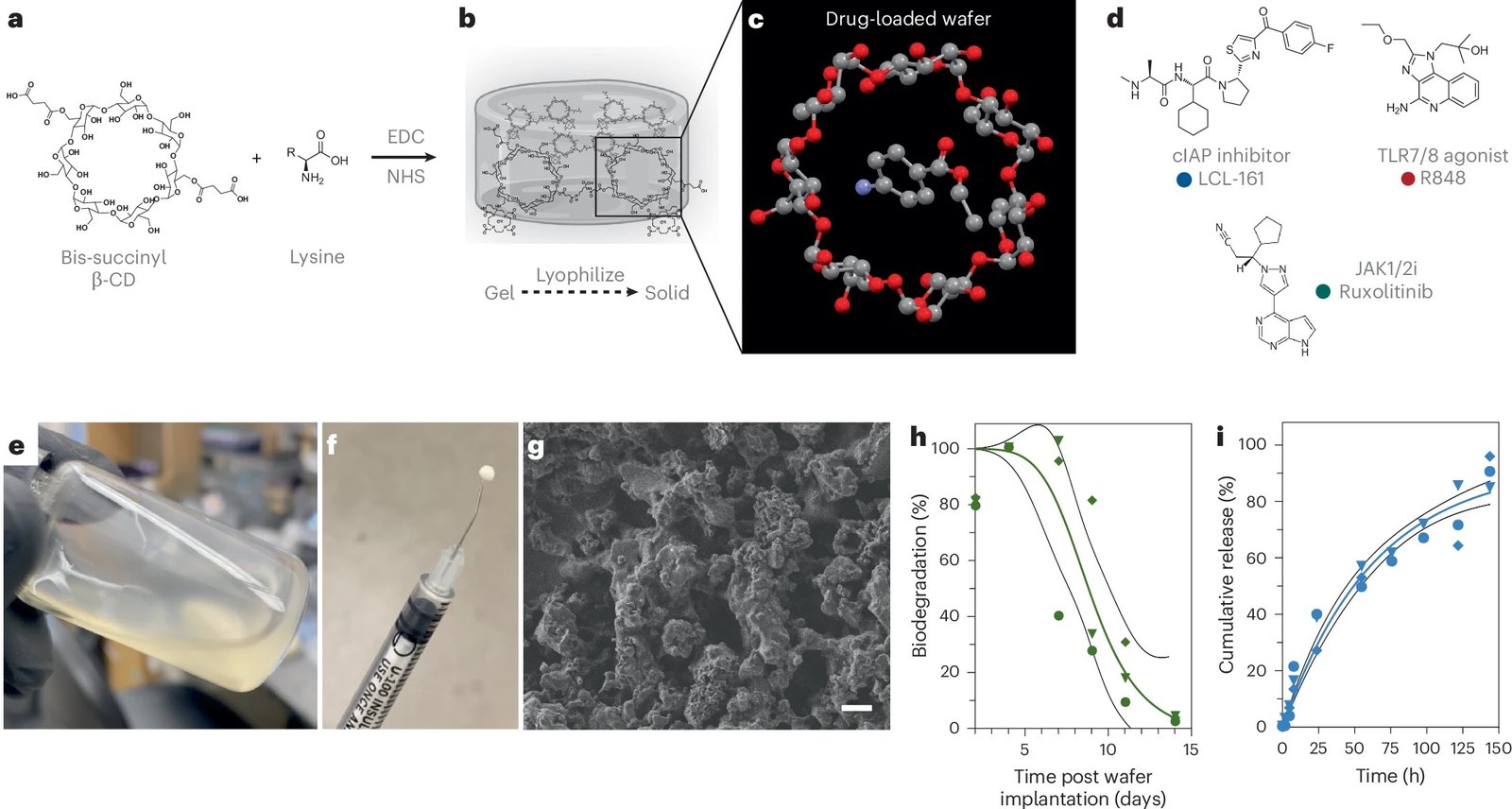 Implantable Wafer Shows Promise for Preventing Glioblastoma Recurrence ...