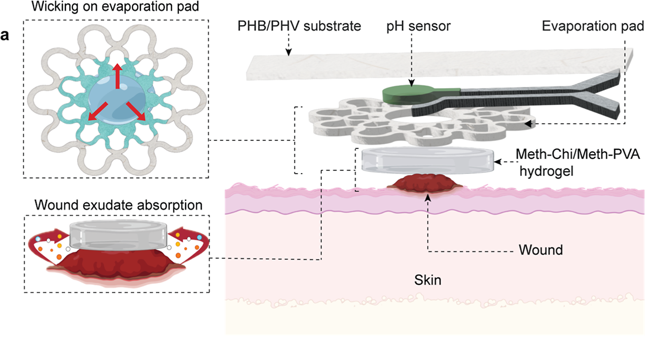 Wearable pH‑Sensing Wound Dressing Enables Continuous Monitoring of ...